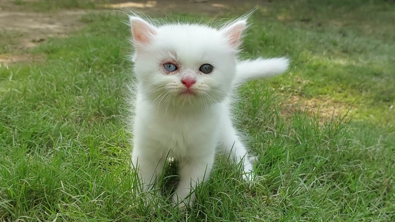 Cat Offering Milk To Her 3 Adopted Kittens And Babysitting them - YouTube