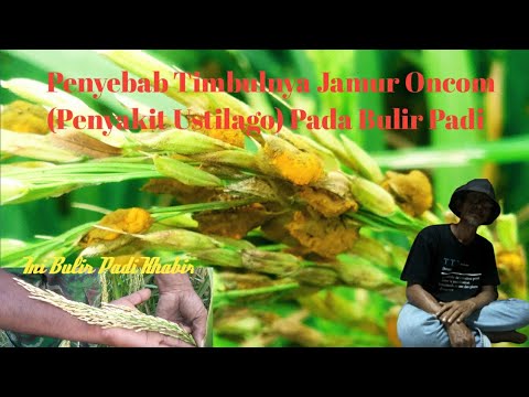 Penyebab Timbulnya Jamur Oncom Pada Bulir Padi Sawah - YouTube