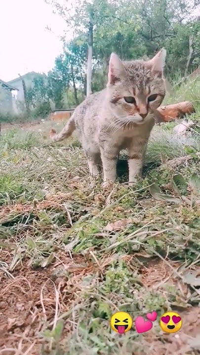 𝓒̌𝓸𝓶𝓫𝓮𝓵𝓲𝓷𝓪🎀💕🔥 Cat Cutecats Cats Cutecat Cutecatshorts Youtube