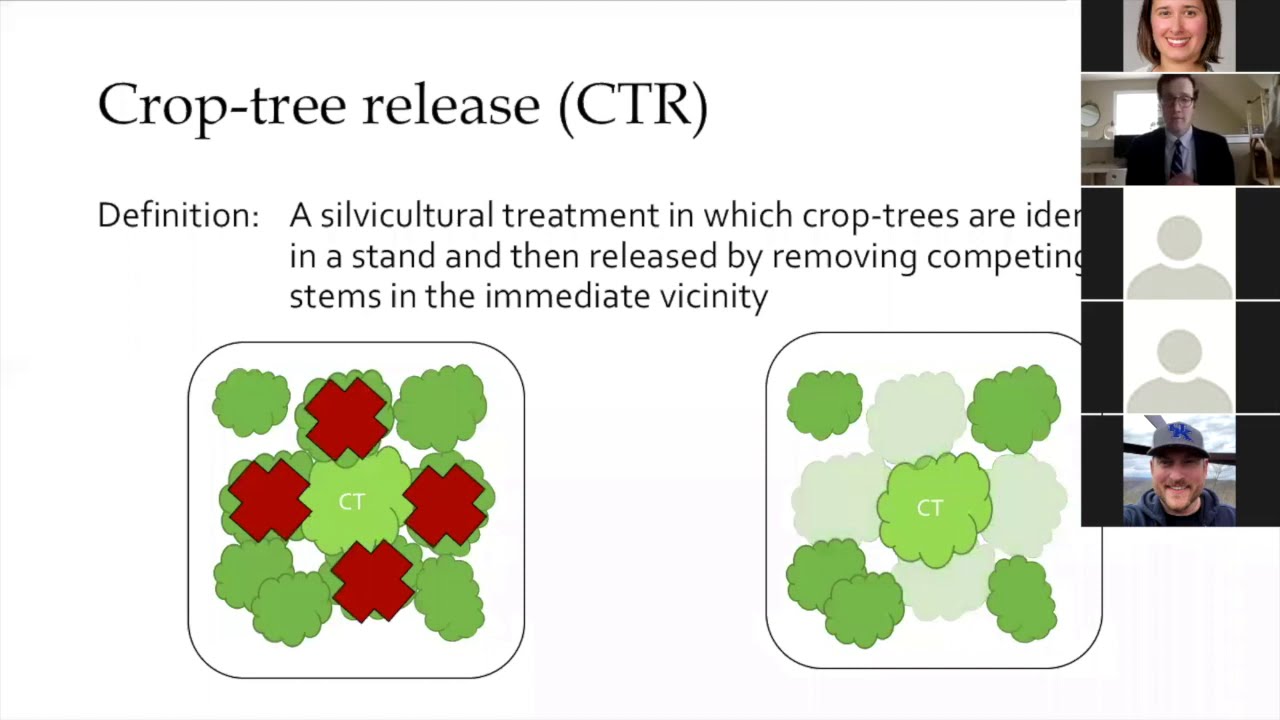 Crop Tree Release - Philip Vogel Seminar - YouTube