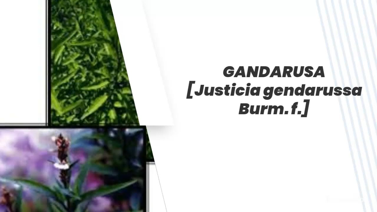 GANDARUSA Justicia gendarussa Burm f - YouTube