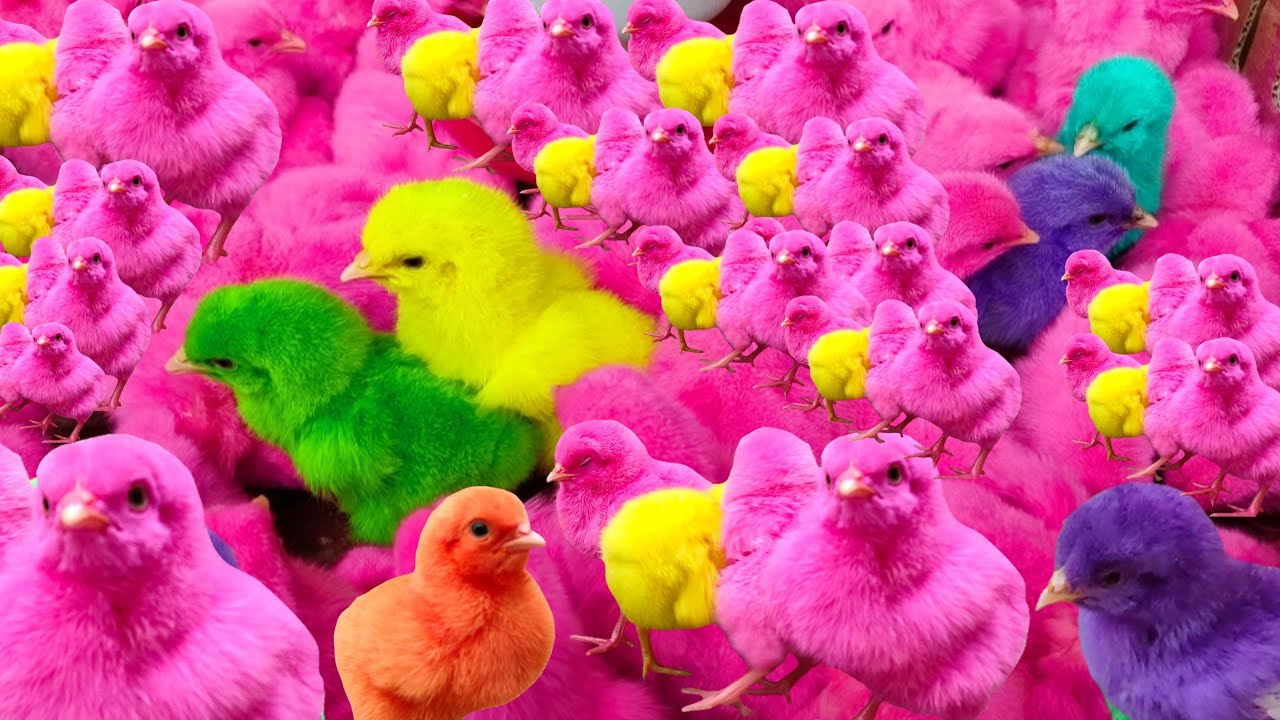 Catch Cute Chicken, Rainbow Chicken, Colorful Chicken, Duckling, Cute ...