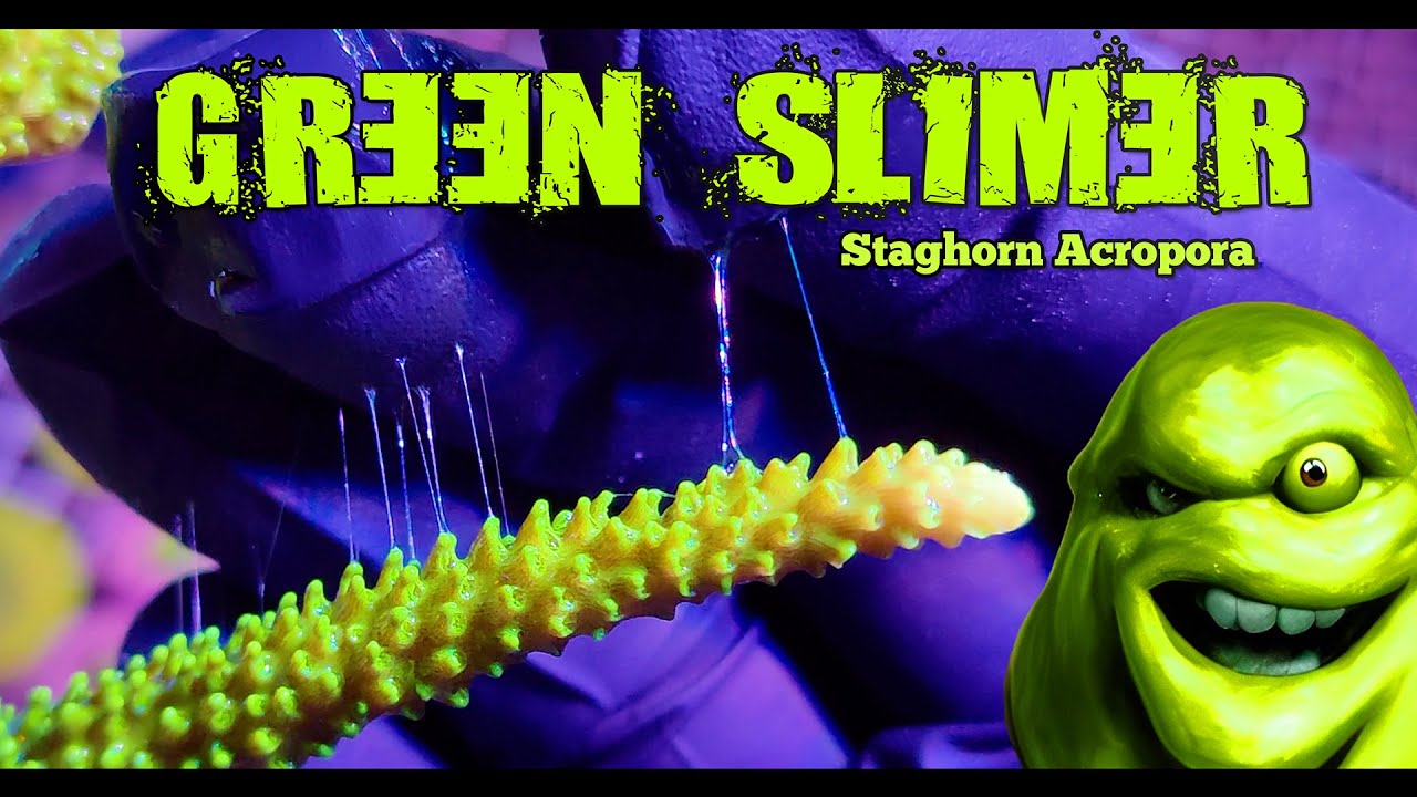 Bali Green Slimer Staghorn - Acropora yongei - YouTube