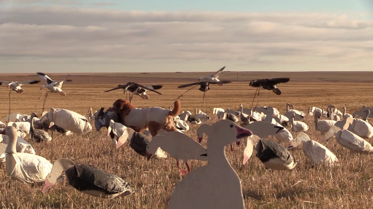 Snow Goose Hunt with Clone Decoys "Snow Magnets" - YouTube