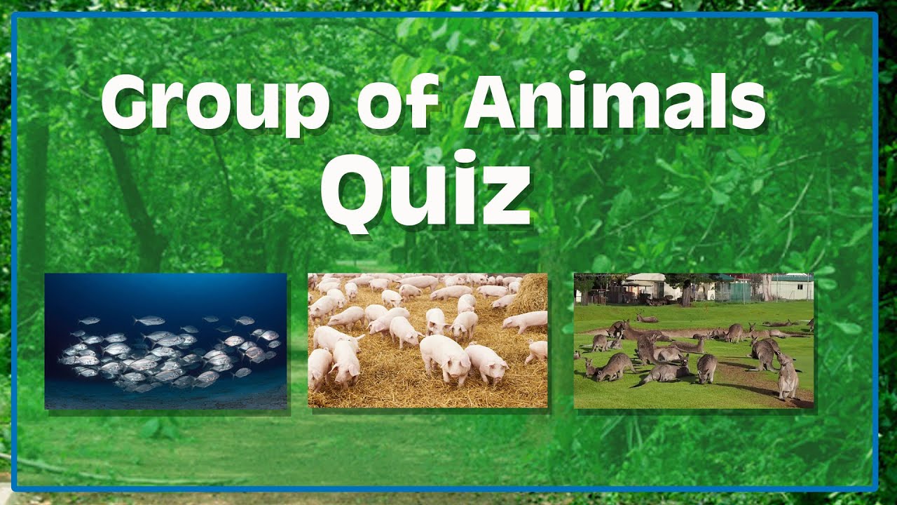 Group of Animals | Quiz | GK Booster Sardana - YouTube