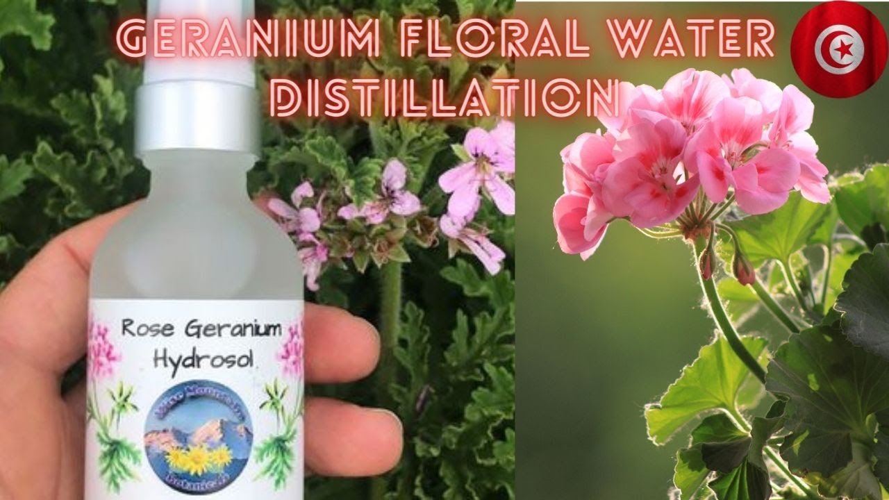 How to make geranium floral water I Tunisian artisanal process - YouTube