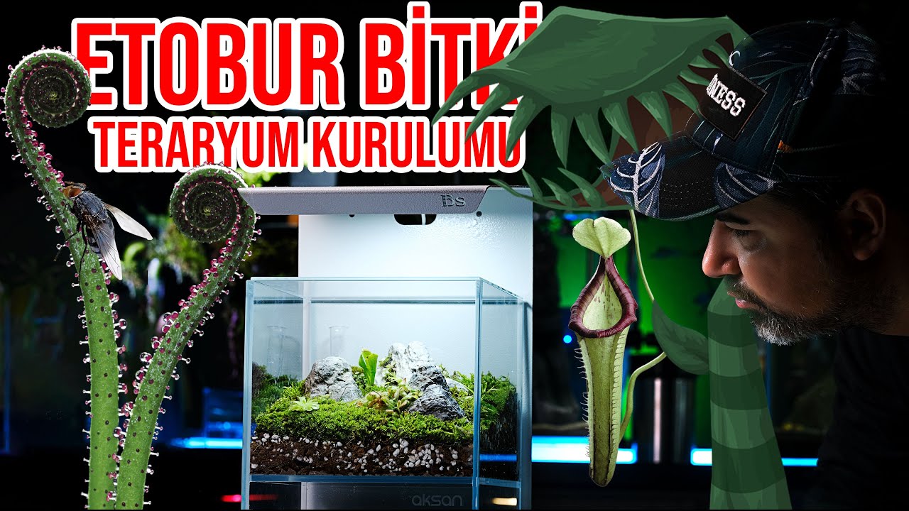 Etobur Bitkiler ile Iwagumi Stili Teraryum Kurulumu - YouTube