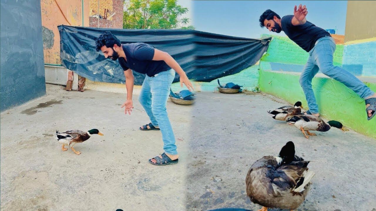 Ducky Gang Ny Attack Kar diya 😲😱 || Ducky Bhai Ki Duck 🦆 Ne Hamla kar ...