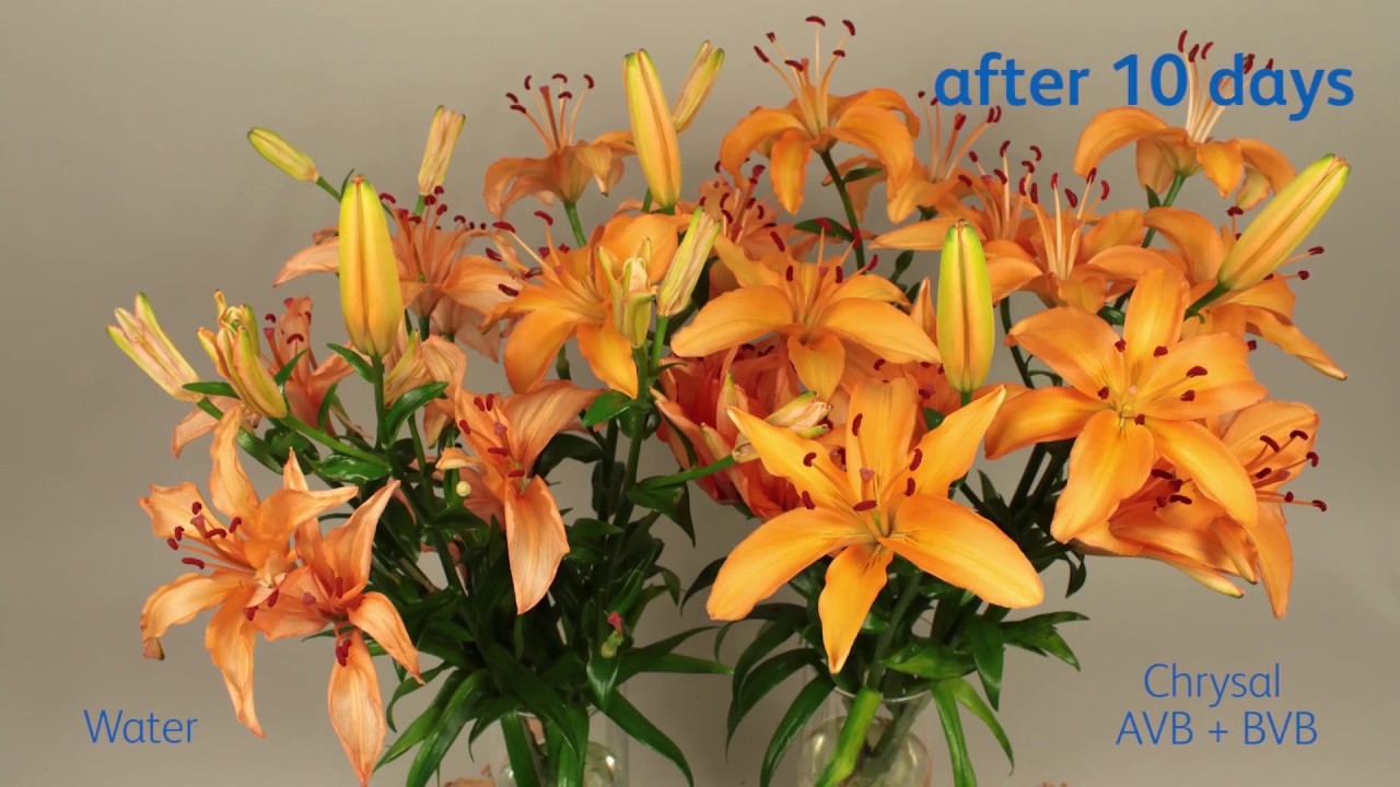 The effect of Chrysal AVB + BVB - YouTube