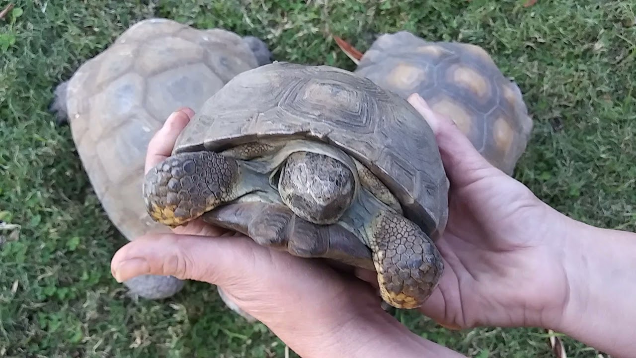 Totally cool! California Desert and Texas Tortoise Hybrid Baby Egg ...