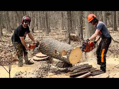 Chainsaw Drag Races Part 2 STIHL vs HUSQVARNA - YouTube
