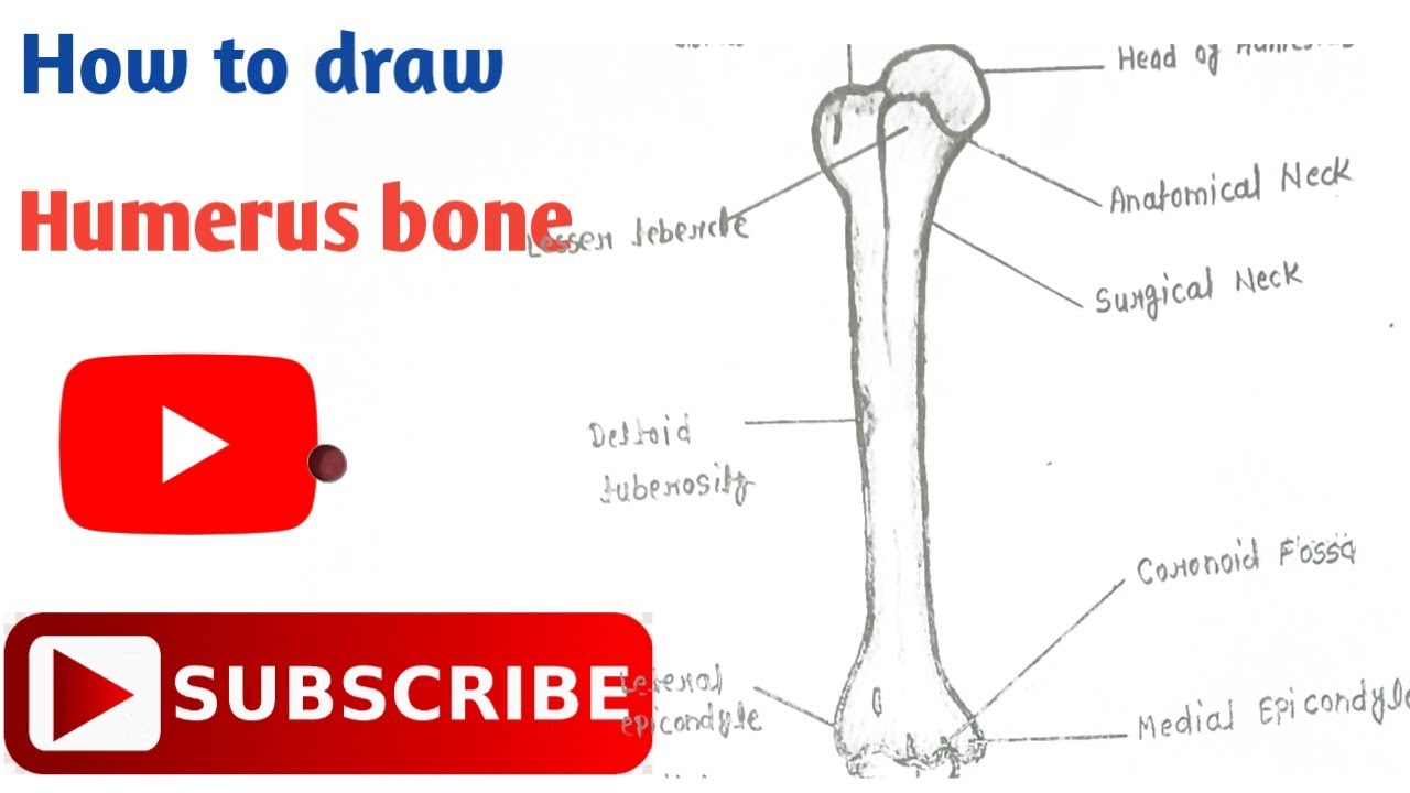 How to draw humerus bone diagram drawing step by step/Humerus bone ...