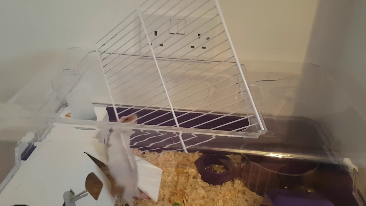 Hamster Escaping the case. - YouTube