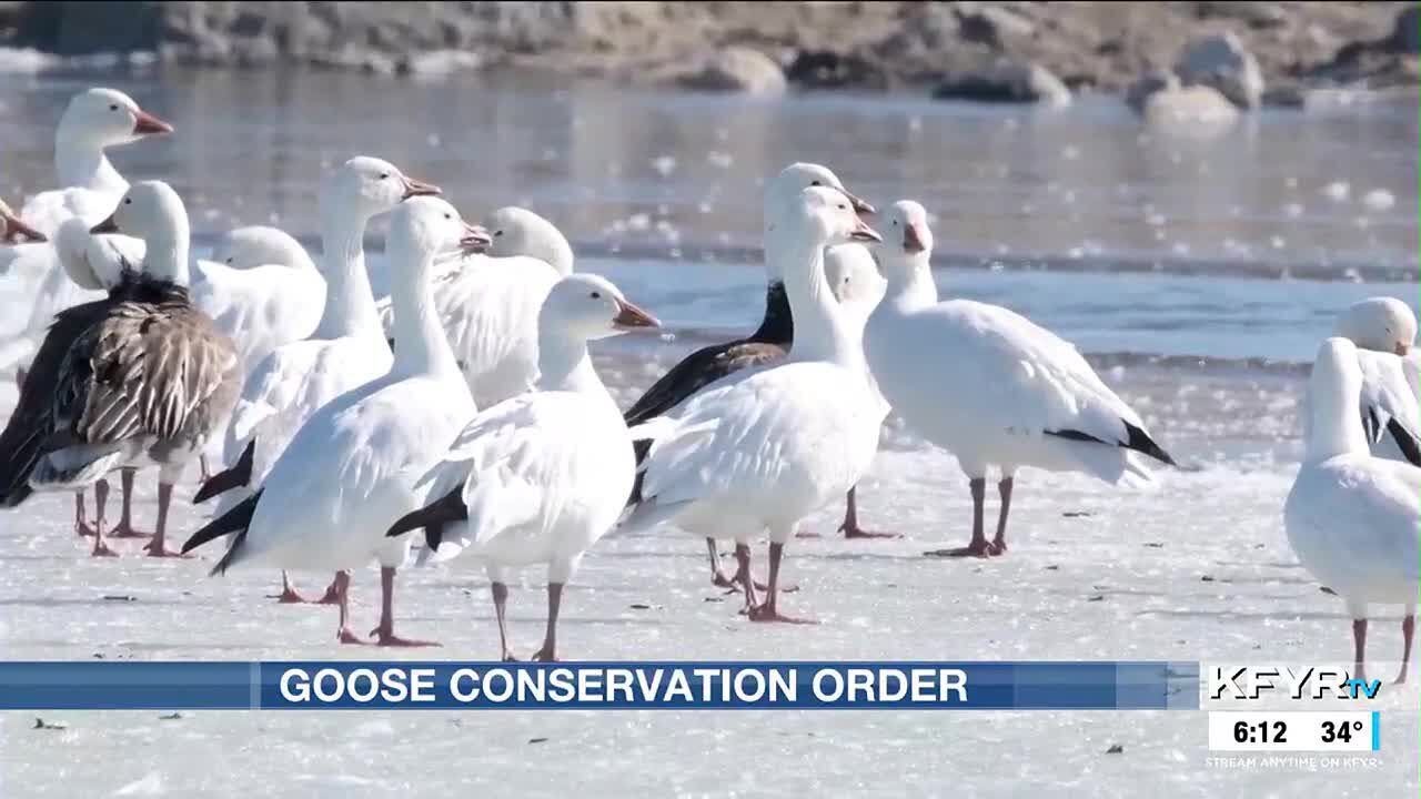 What to know about the Spring Light Goose Conservation Order, open ...