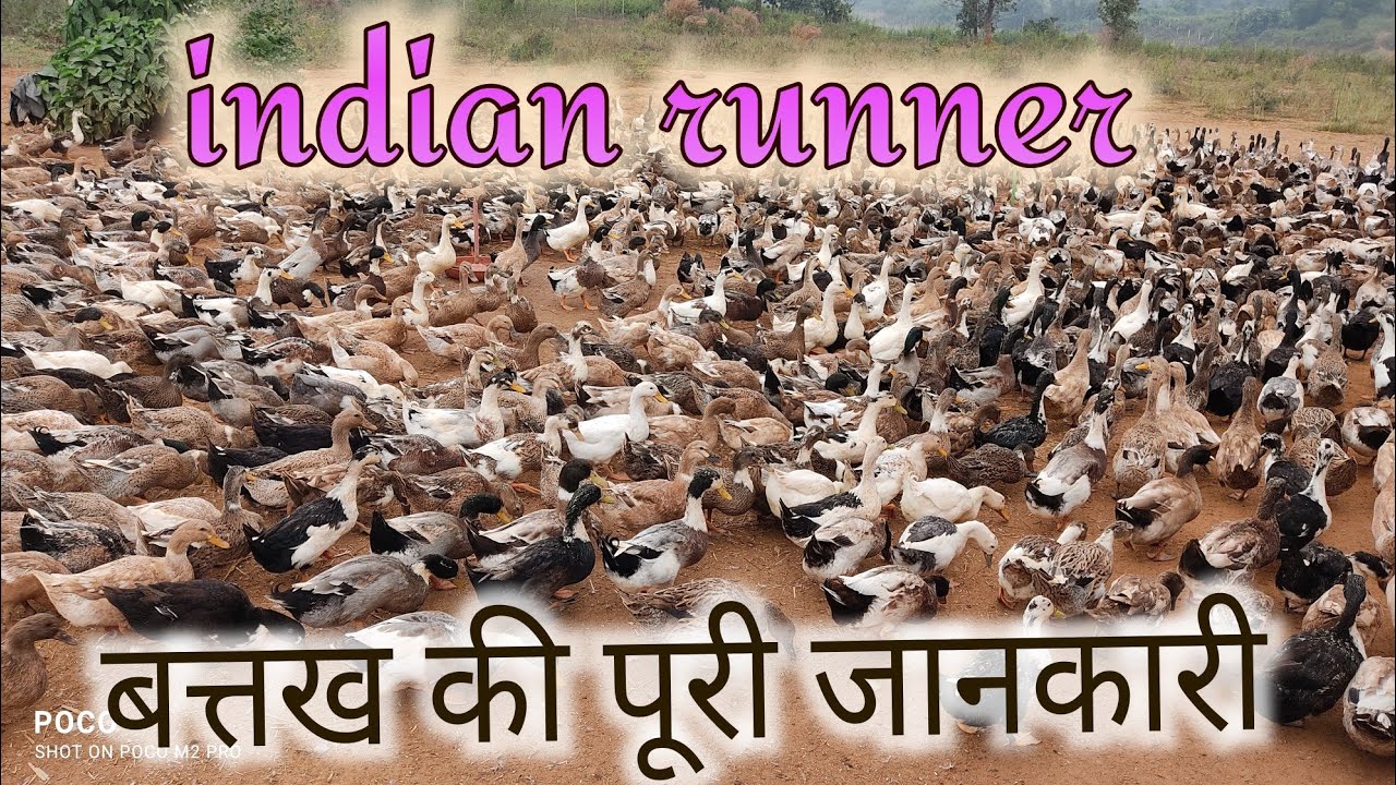 Indian Runner Duck detail video बत्तख पालन!india की अपनी नस्ल indian ...