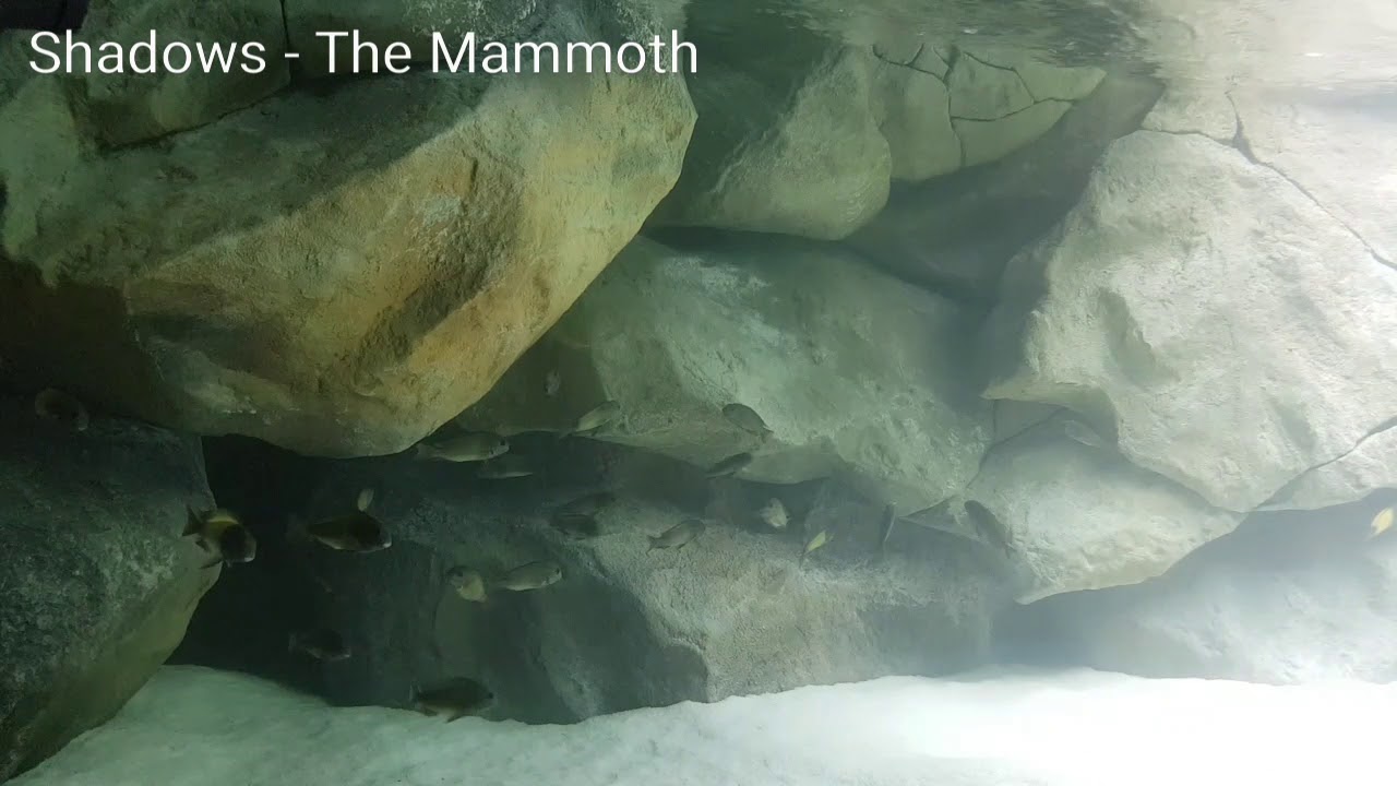 Shadows - The Mammoth - YouTube
