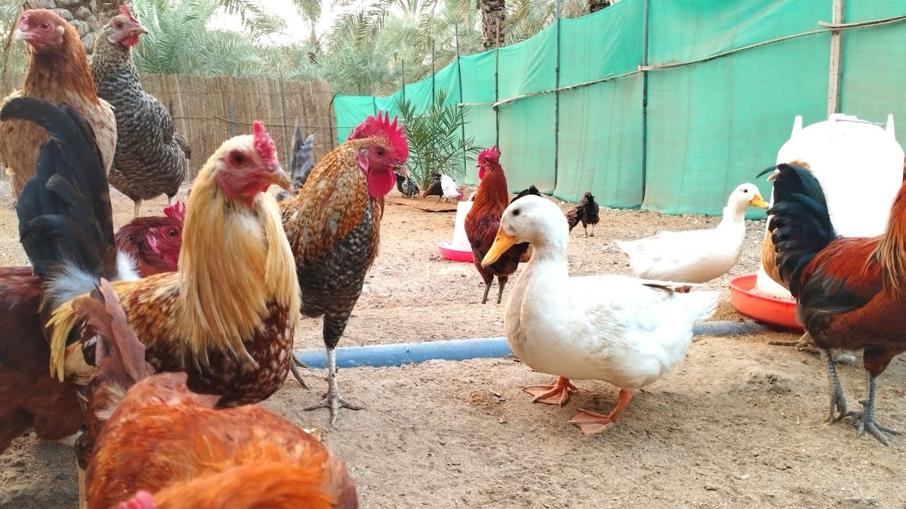 Mini Zoo Birds 😍 || Pets Vlog 🐓 || Golden Misri Farming || My Village ...