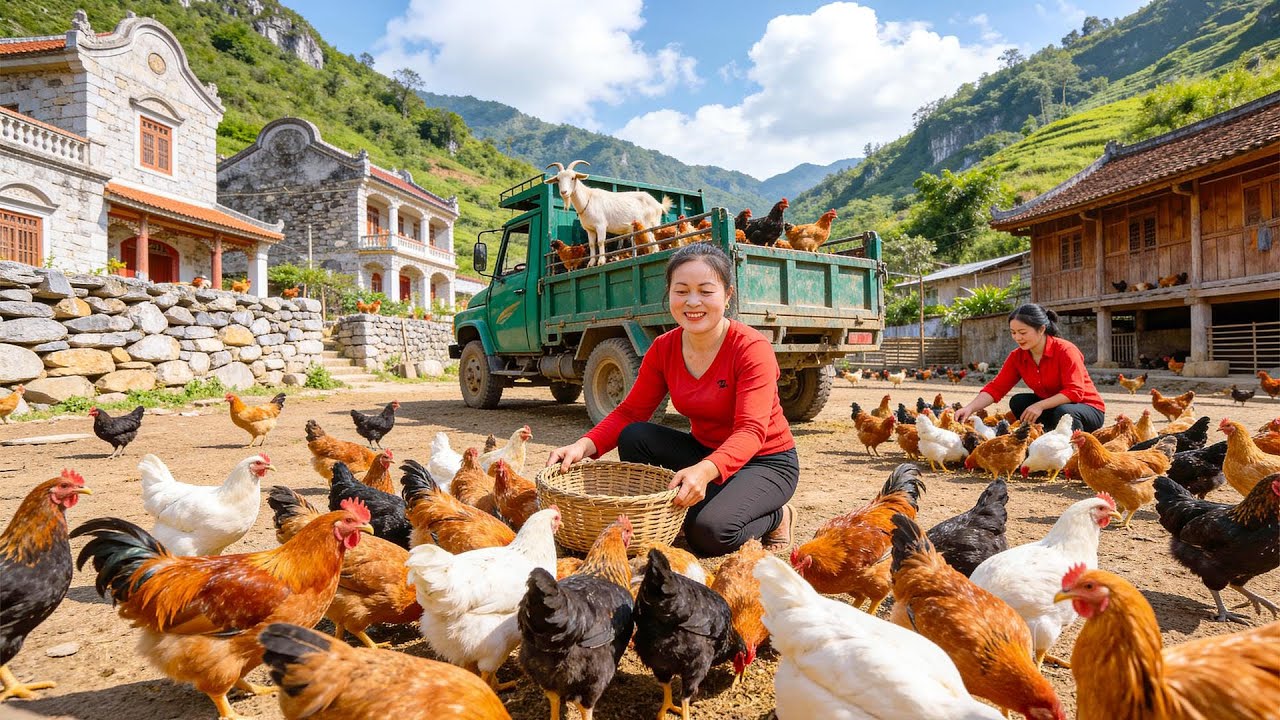 Harvesting many Beautiful Chickens at The Farm to Sell to Thoa ...