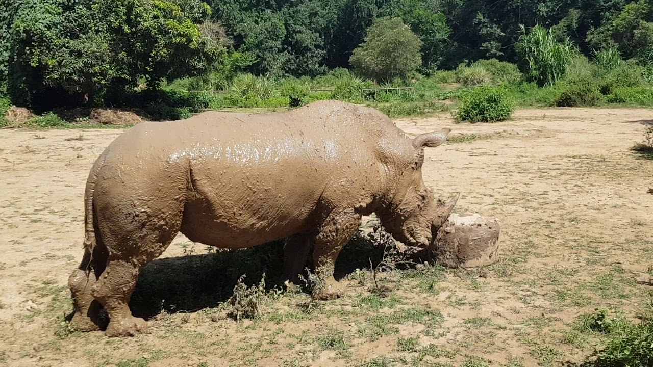 Uganda wildlife education centre #Entebbe Zoo - YouTube