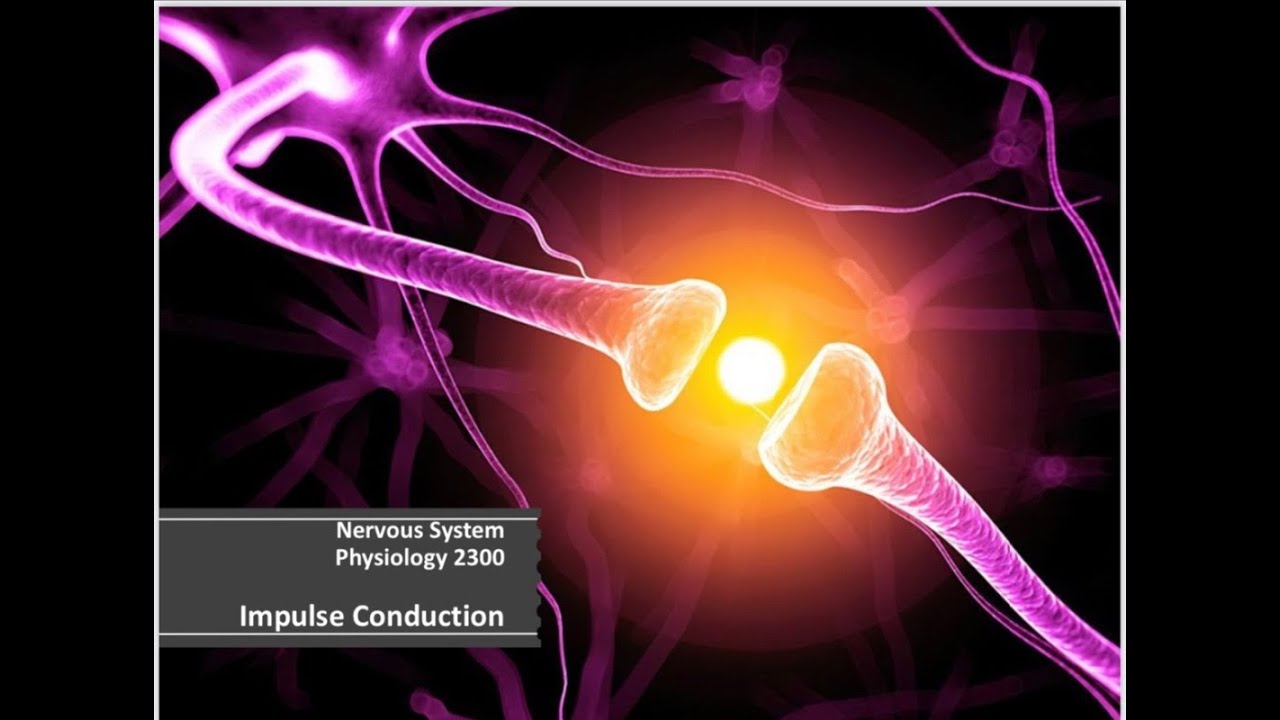 Nervous System: Impulse Conduction - YouTube