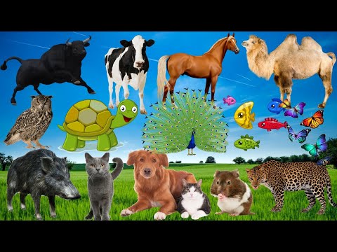 animal sounds for kids, farm animals sound, funny animals, wild animals ...