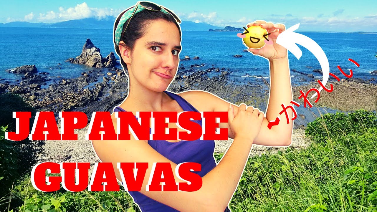 JAPANESE FRUIT YOU DIDN'T KNOW ABOUT | Pink Guava Harvest in Kushima ...