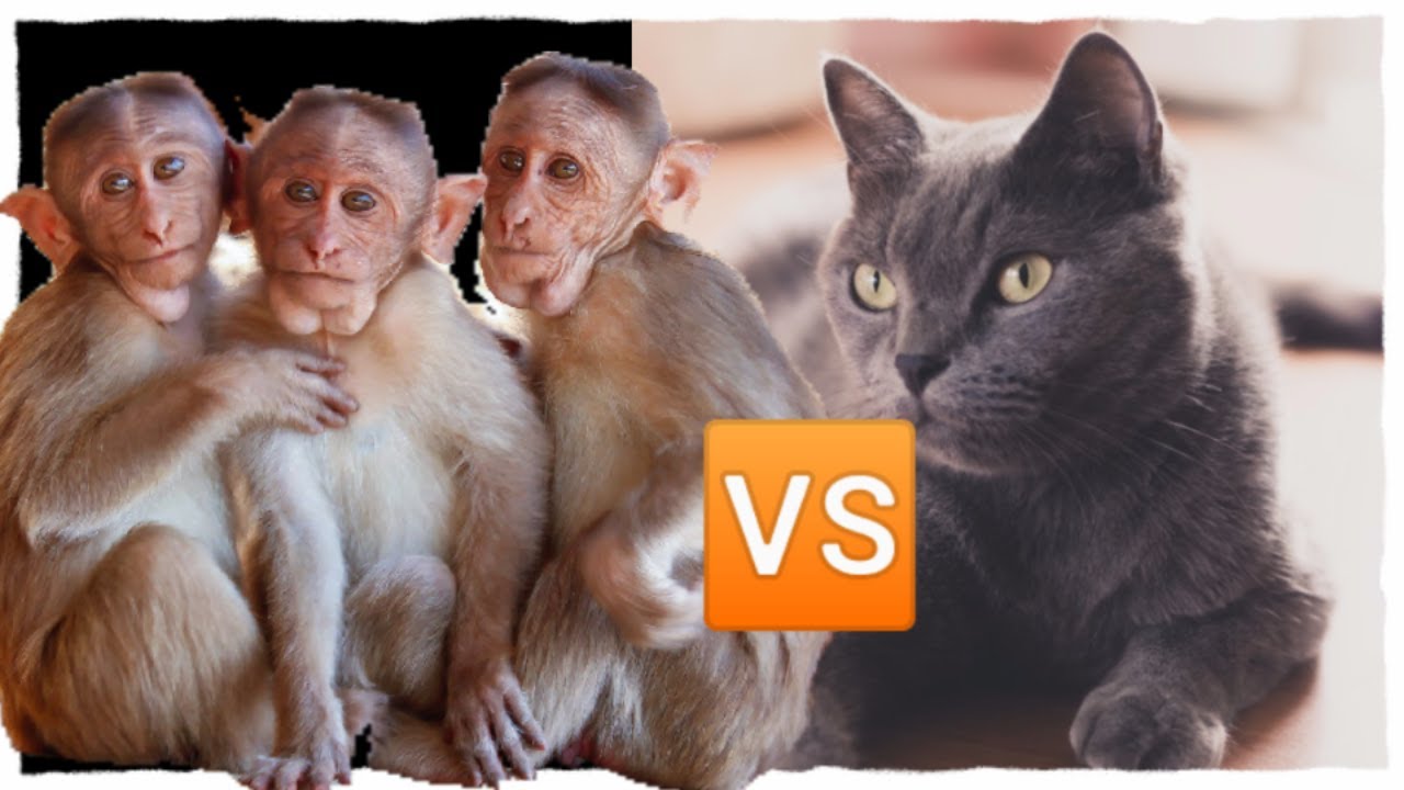 | The cat gave a lot of exercise to the monkeys | बिल्ली ने बंदरों को ...