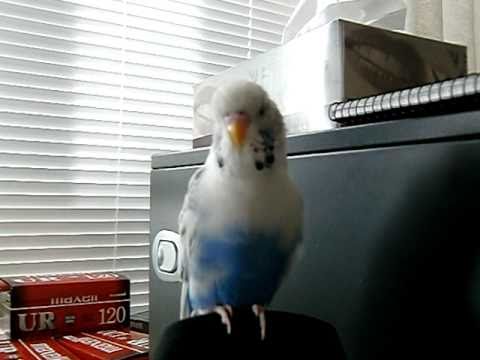 Den talande undulaten Samuel, pappas pojke - YouTube