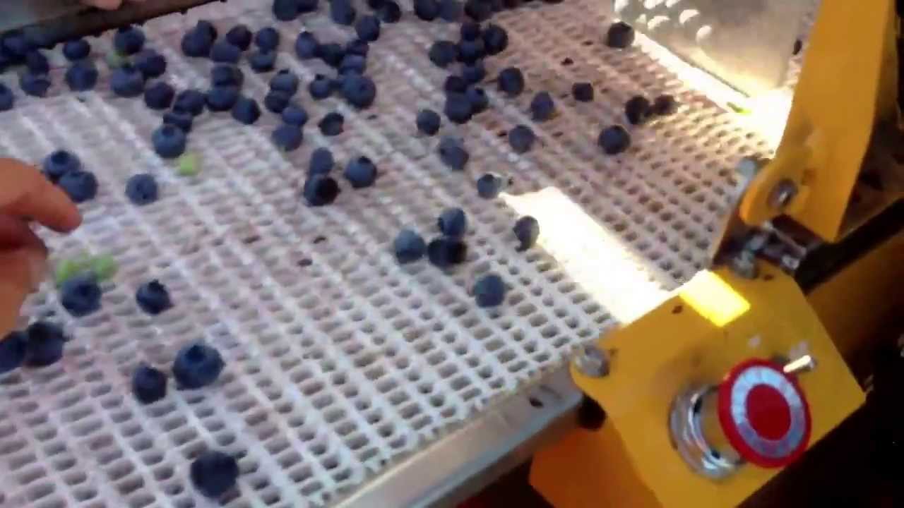 Blueberry picker sorting belt - YouTube