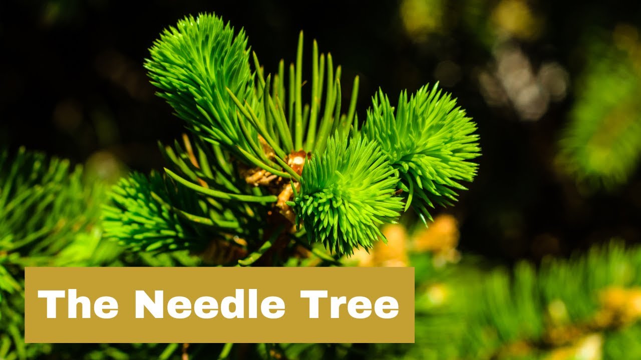 The Needle Tree - YouTube