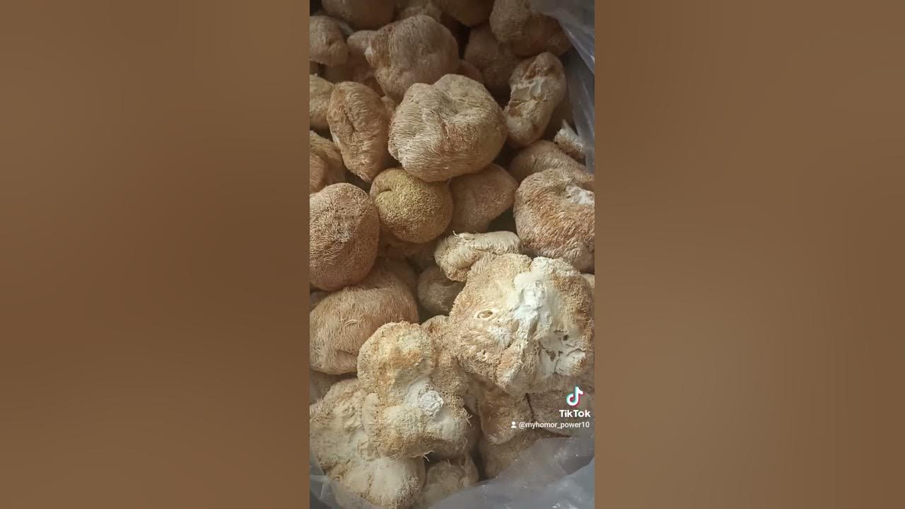 Ежовик гребенчатый,Hericium erinaceus,Герициум эриновый - YouTube