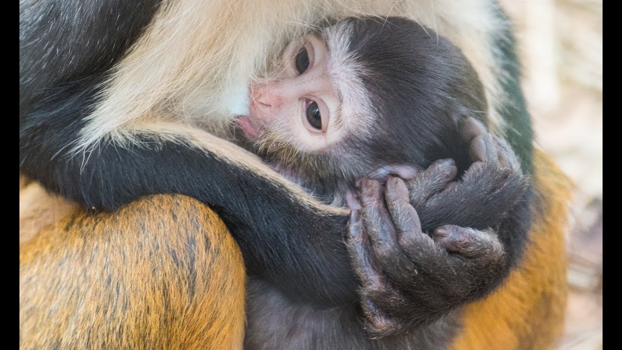 Wolf's Guenon Infant, one day old - YouTube
