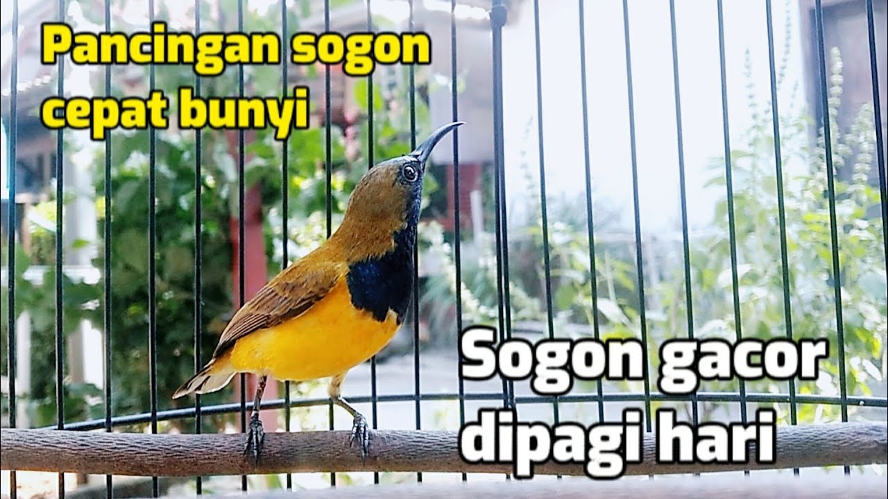 SOGON gacor di pagi hari bikin SOGON lainnya jadi ikut GACOR || SOGON ...