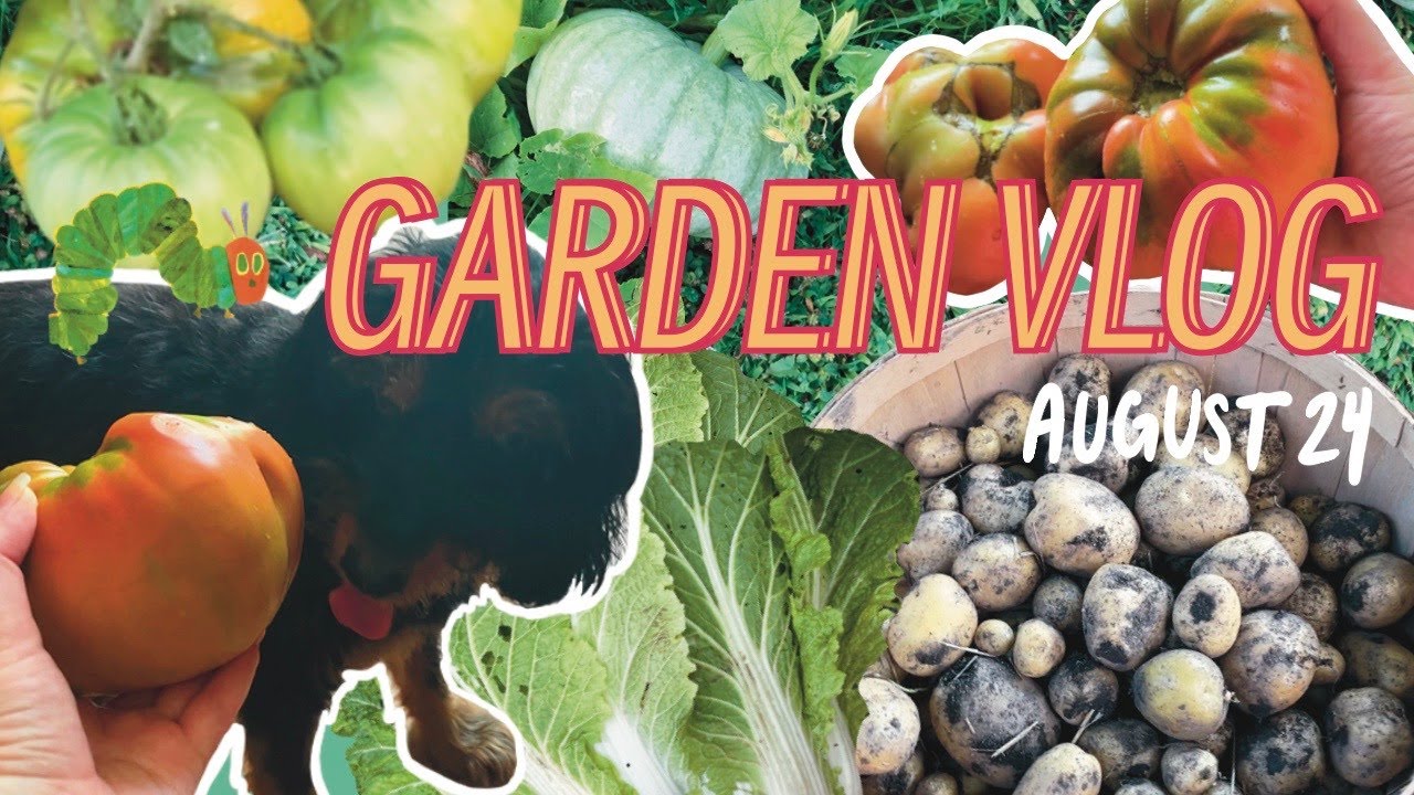 Chaotic Garden Vlog (Aug, 2024) - YouTube