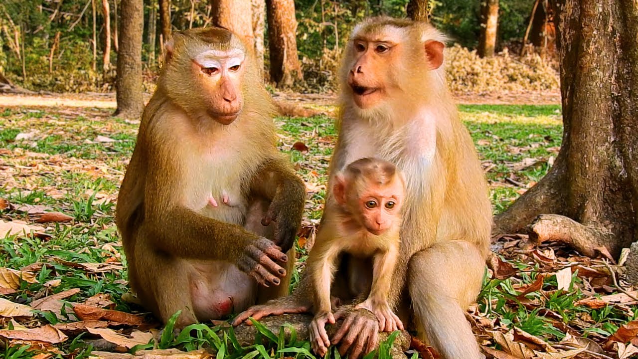 Baby Jovi In real Life...| Cute baby monkey - YouTube