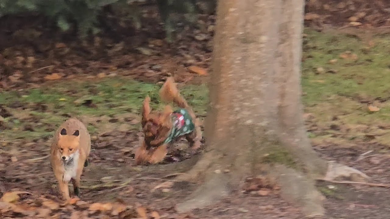 Fox vs Dog - YouTube