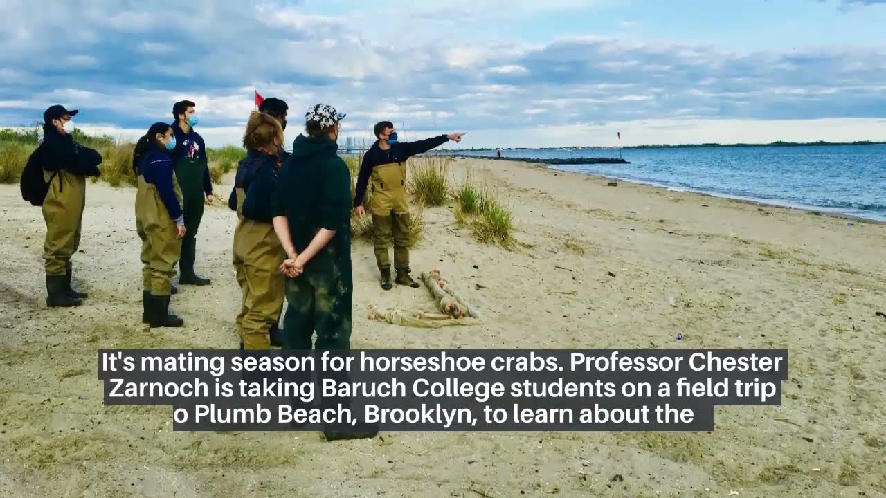 Secret Lives of Horseshoe Crabs: A Baruch Field Trip to Plumb Beach ...