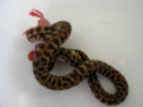 baby (broom local)stimsons python feeding - YouTube