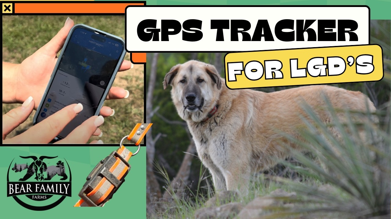Livestock Guardian Dog Tracking System - YouTube