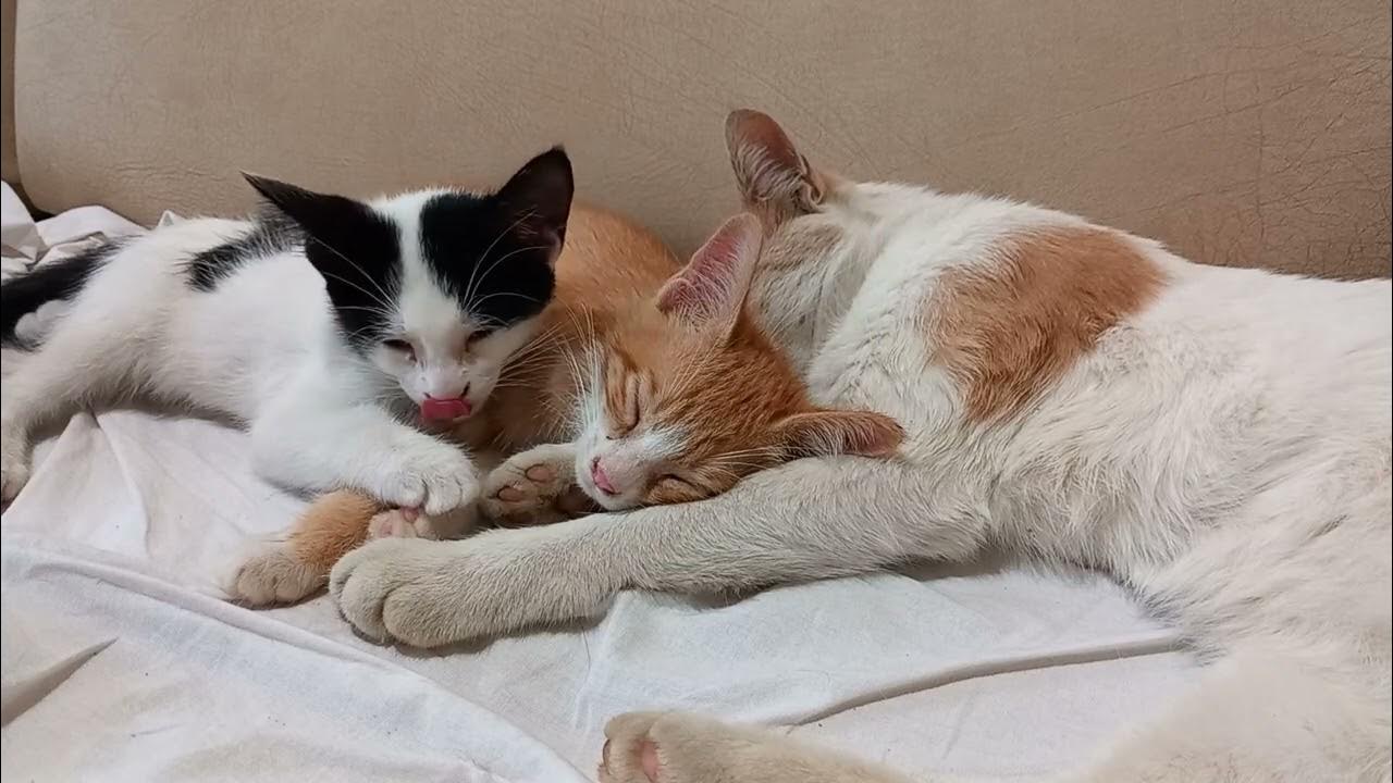 Relaxing Video of Calm Cat and Two Lazy Kittens - YouTube