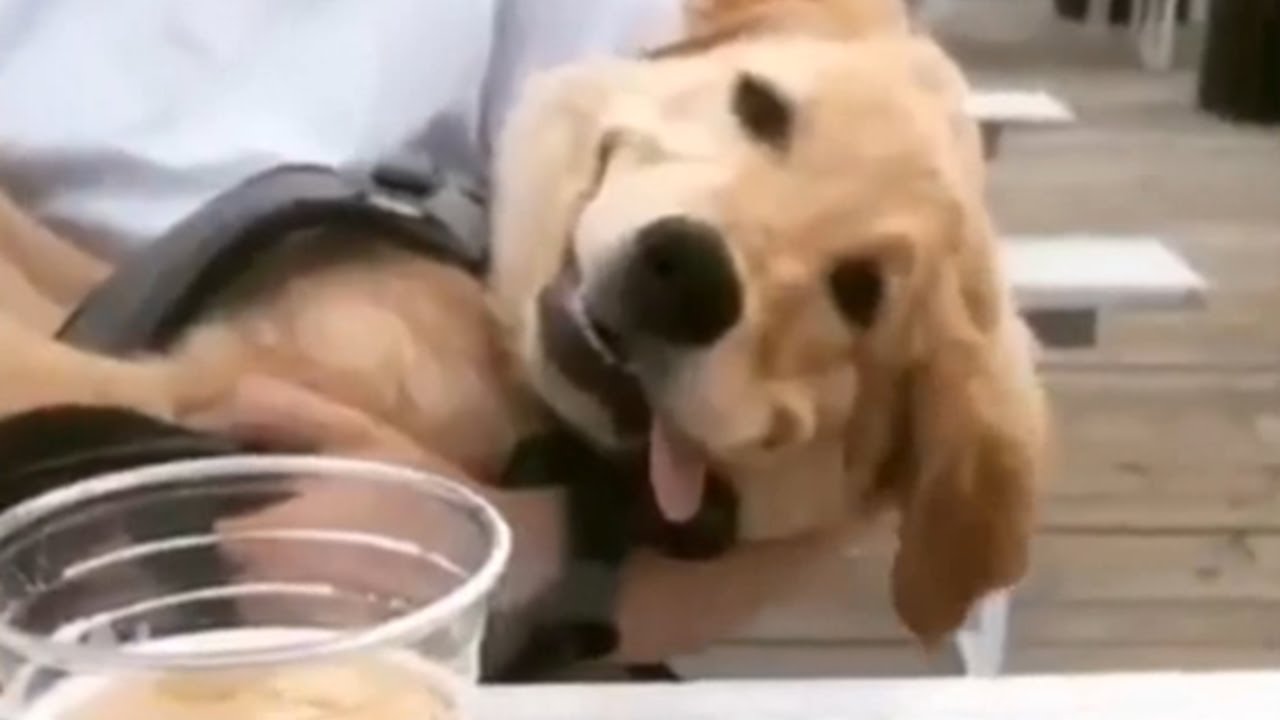 Los mejores vídeos de perros 2020 - YouTube