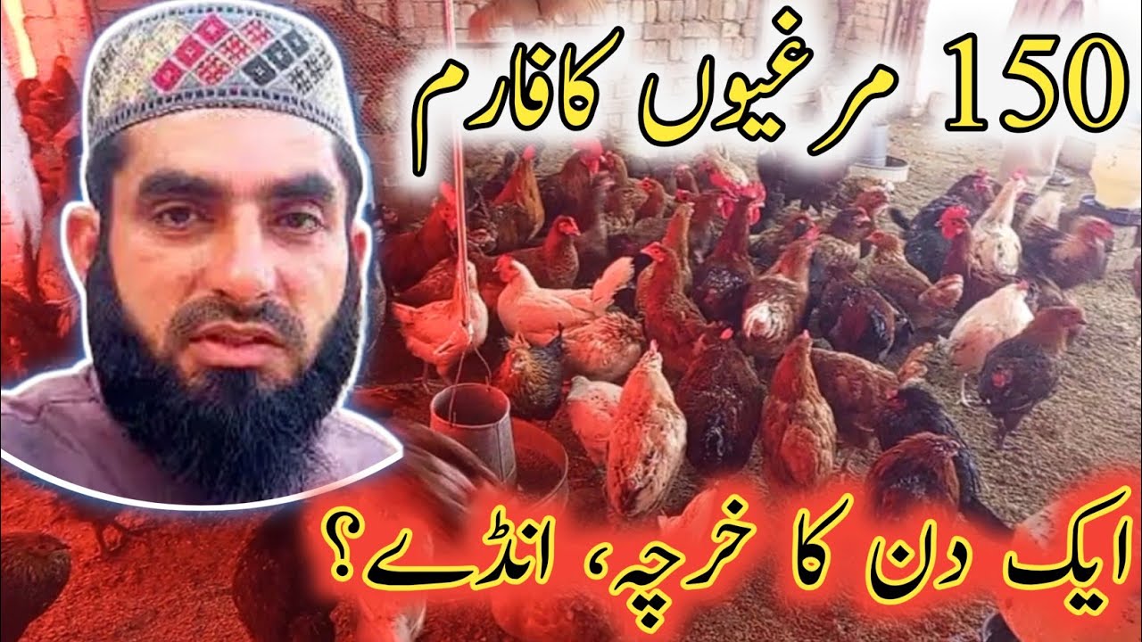 150 hens farm in Pakistan | Poultry farming in Pakistan | Daily profit ...