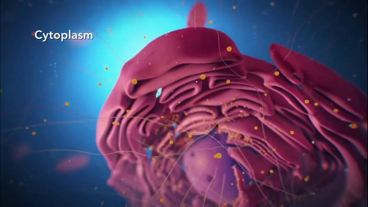 Cell Structure Animation || Cell organelles, Cytoplasm, Nucleus - YouTube