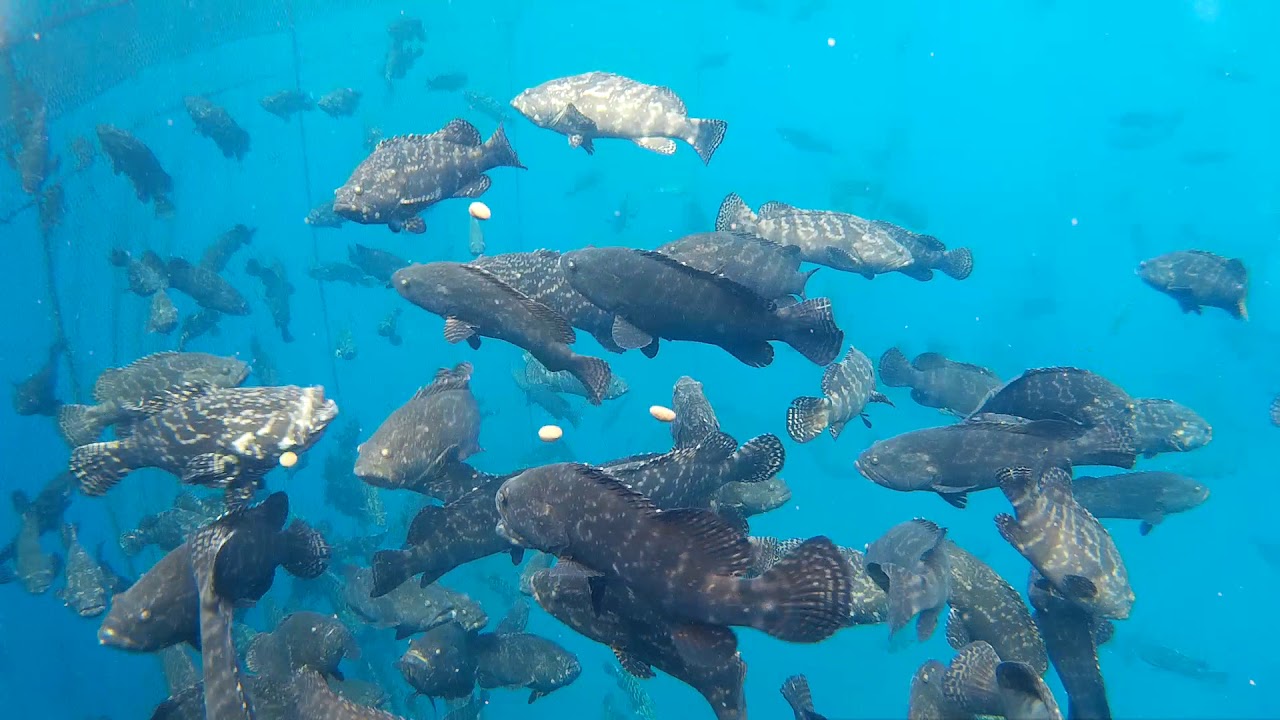 箱網龍虎斑Dragon-Tiger Grouper in cage - YouTube