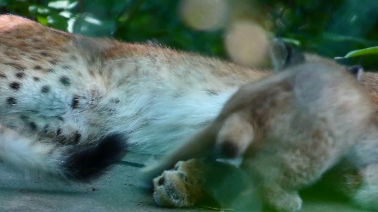 Luchs Baby im Tiergarten Zoo Schönbrunn geboren (Lynx lynx) Park ...