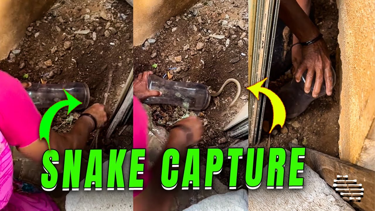 Lady Capturing Snake for Reallocation Purposes - YouTube