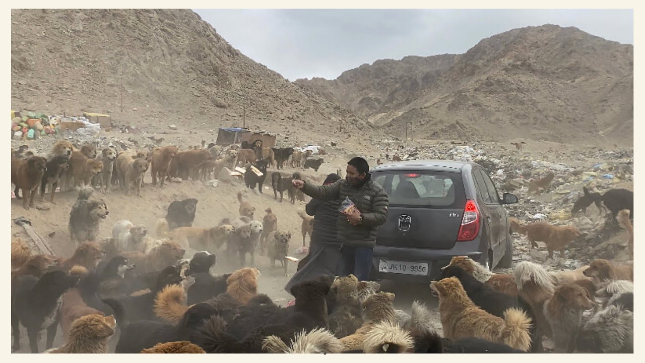 Feeding stray dogs and visiting monasteries | Ladakh | Dolma Lhamo ...