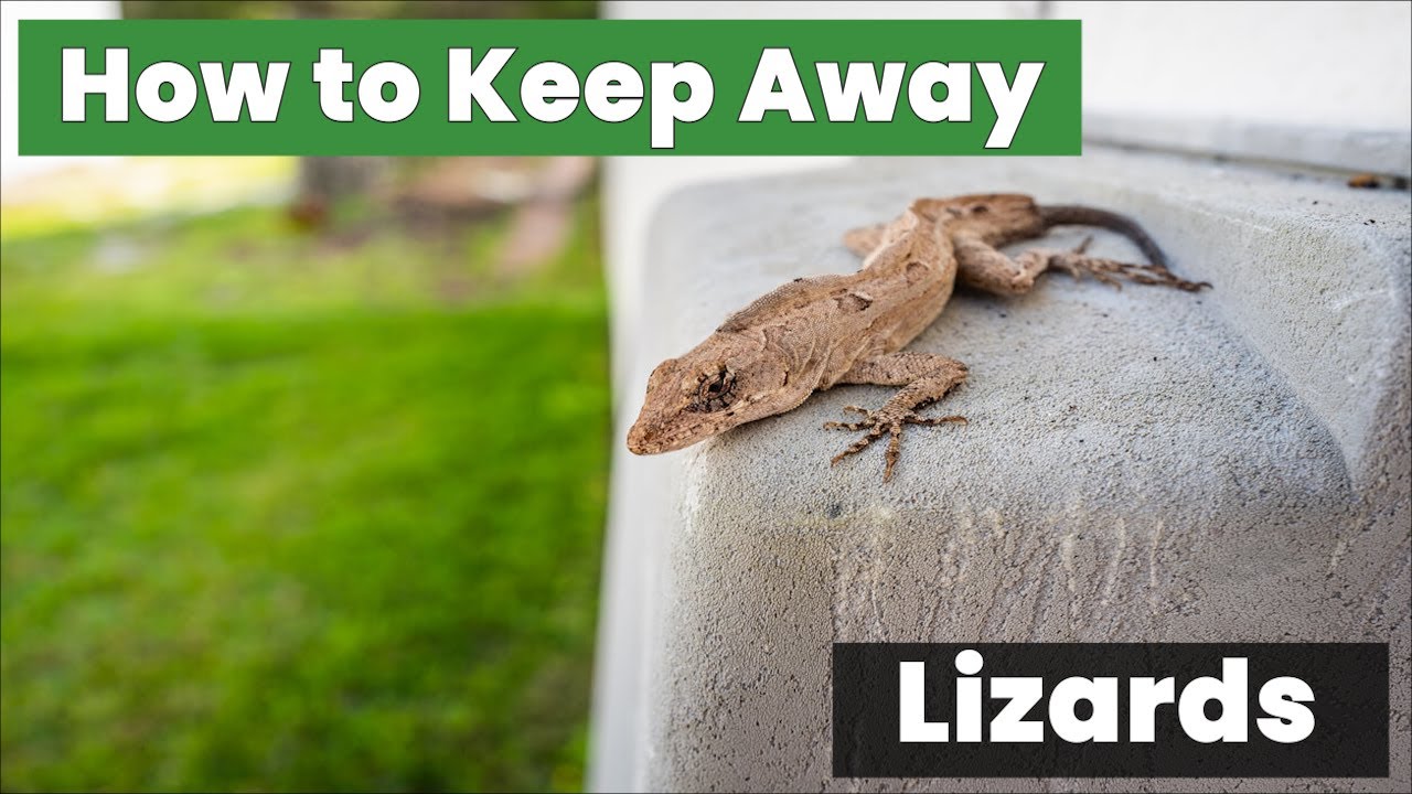 How to Keep Away Lizards.In this video, we’ll show you how to keep away ...
