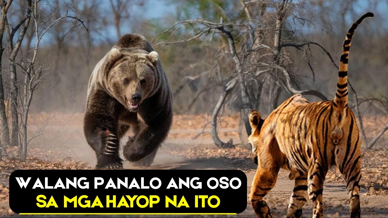 10 Hayop na Kayang Patumbahin ang Oso | Wala Talagang Panalo ang Oso ...