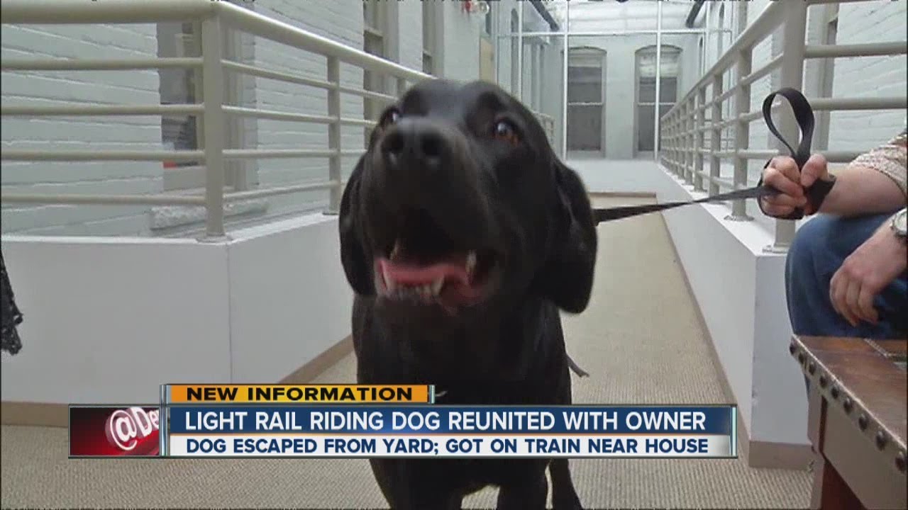 Light rail riding dog reunited with owner - YouTube